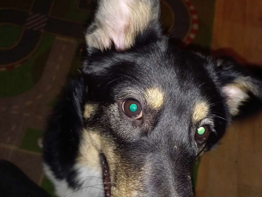 Собаки бесплатно в добрые руки щенки