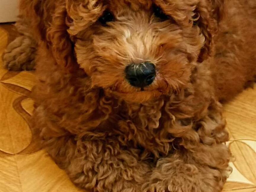 Щенки пуделя миниатюра 01.07.23.РКФ от чемп России