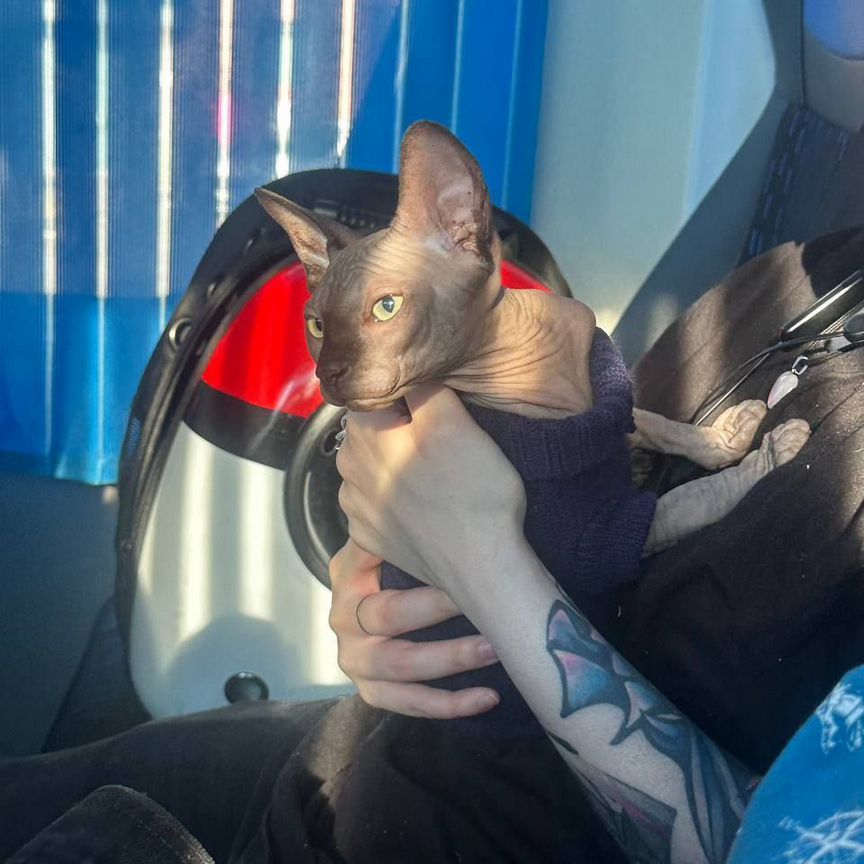 Свитер для сфинкса xs