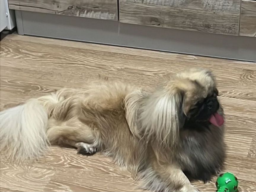 Вязка пекинес Императорский