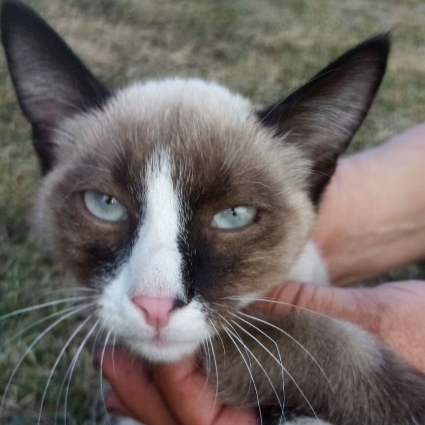Сиамский котёнок