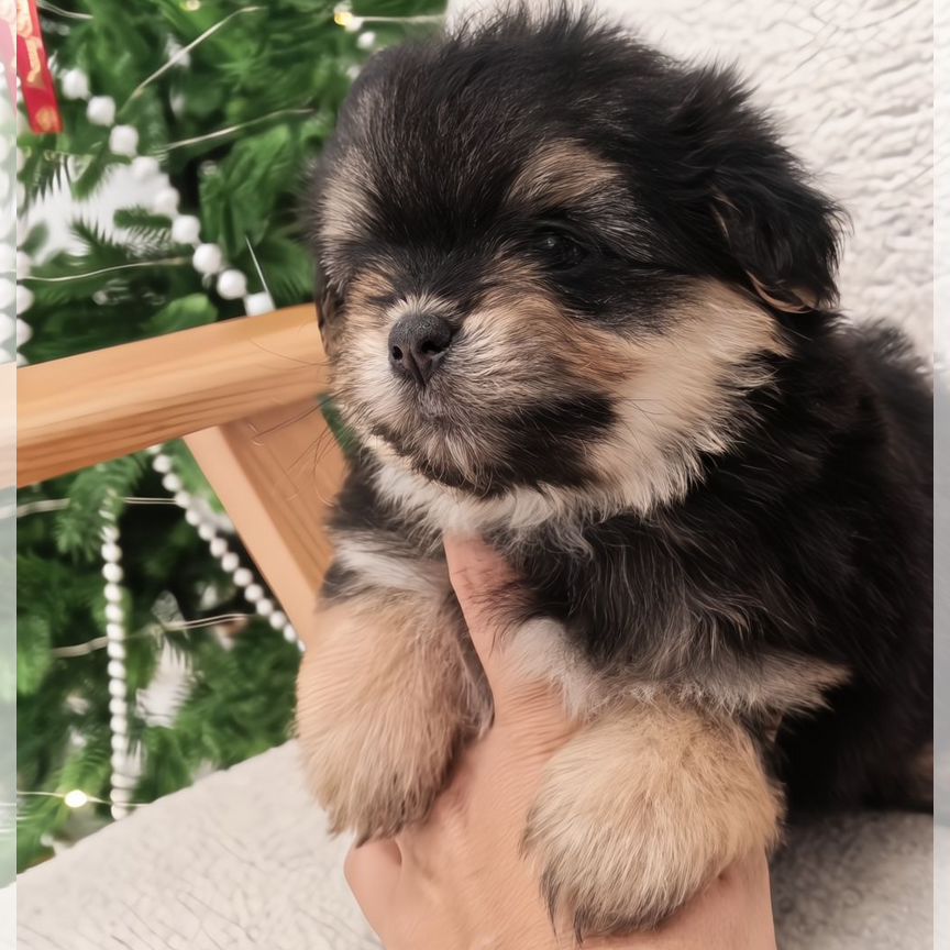 Мальтипу, щенок