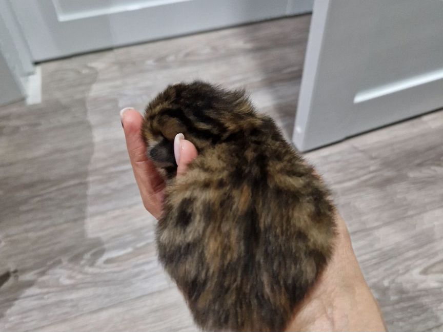 Курильский бобтейл