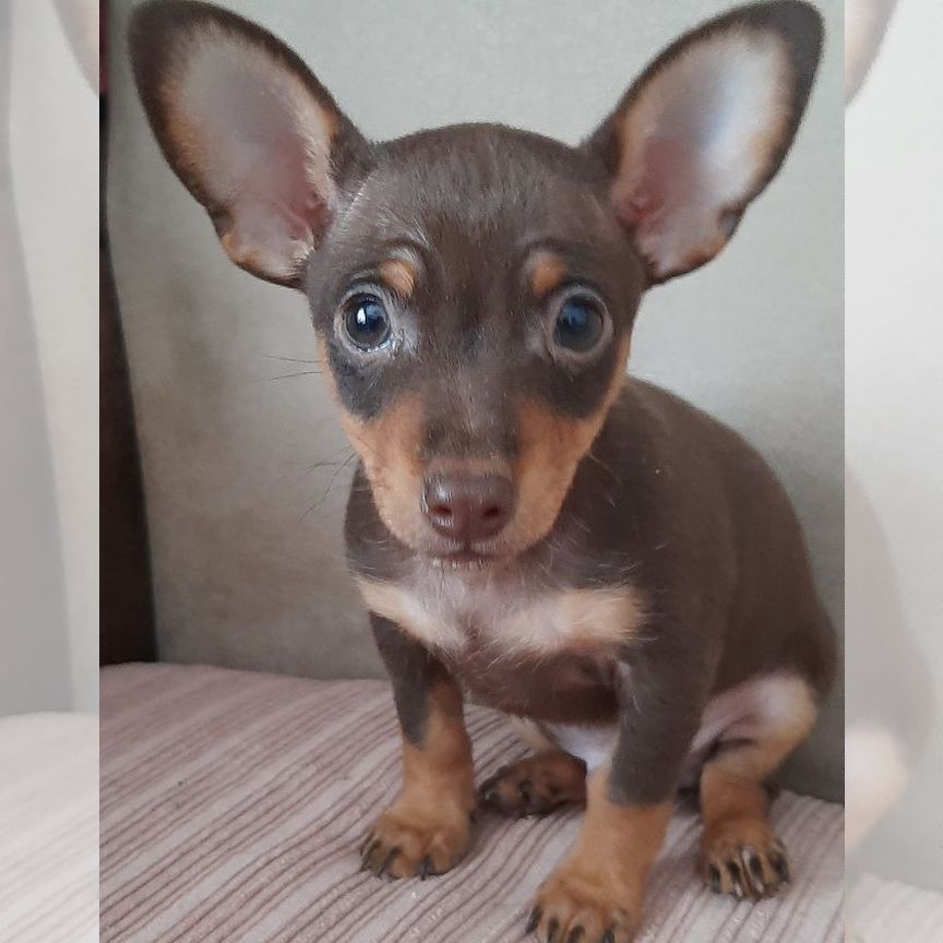 Русский той-терьер, щенок