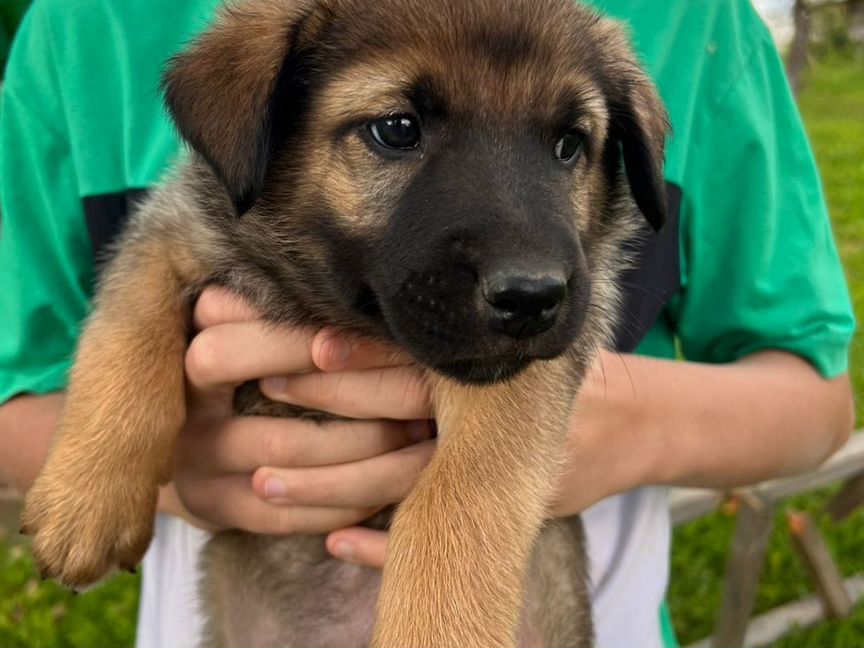 Щенки овчарки