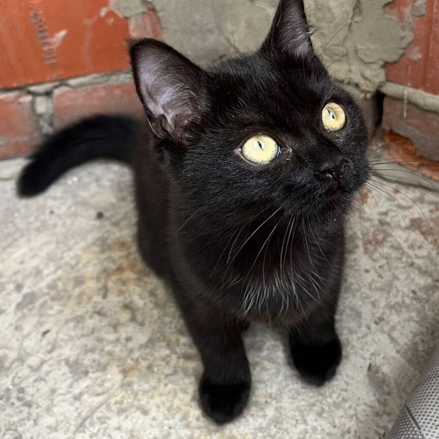 Кошка