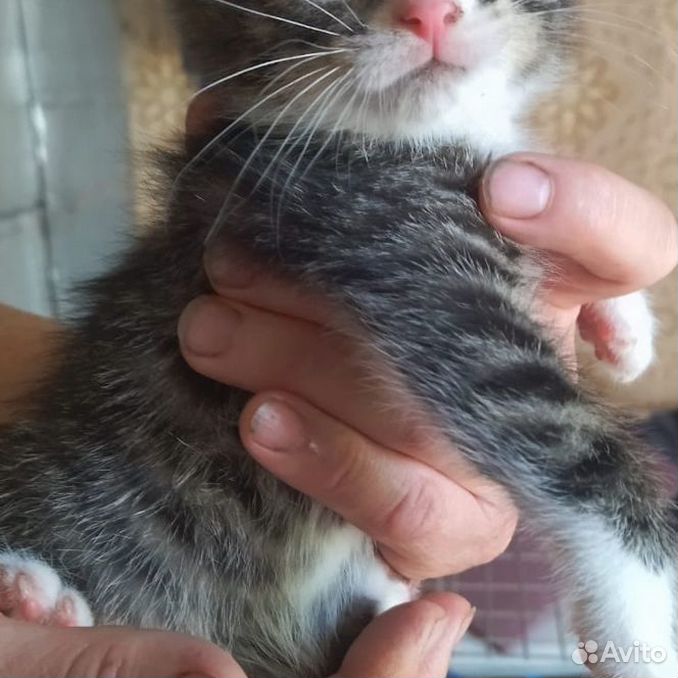 Котенок красавчик