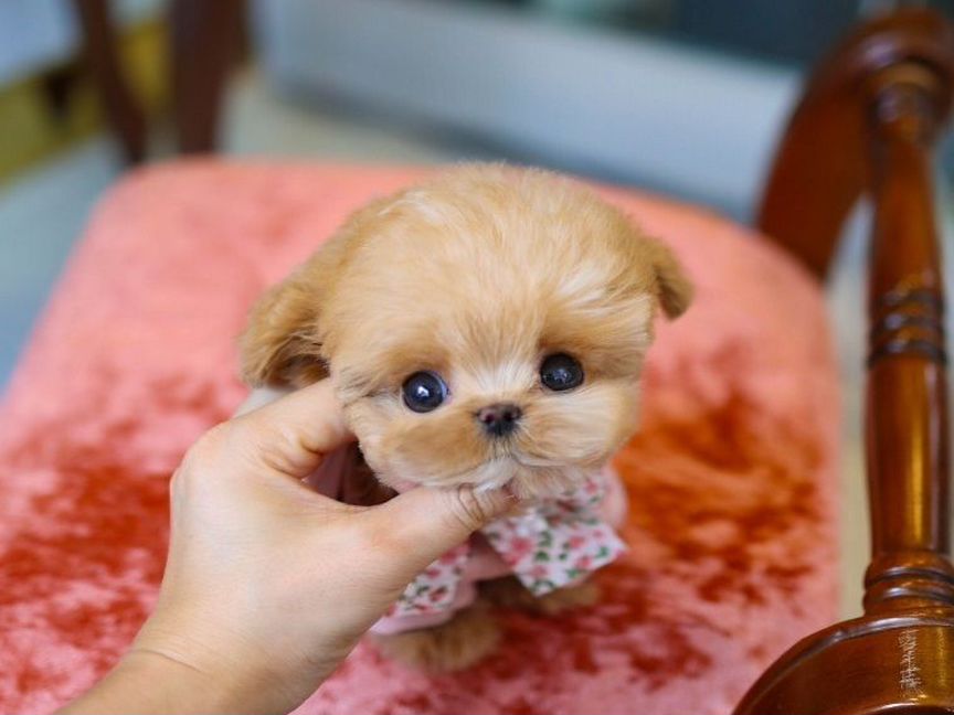 Мальтипу Микро из Кореи