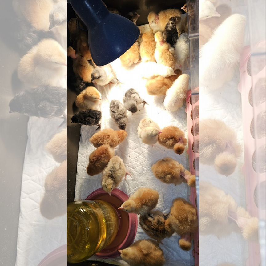 Цыплята мясо /яичные породы