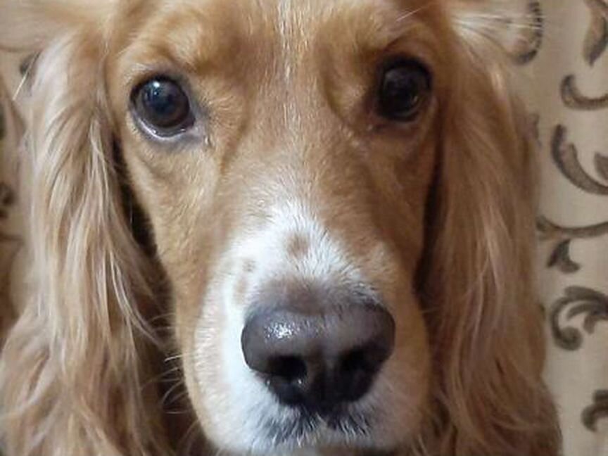 Рыжий красавчик