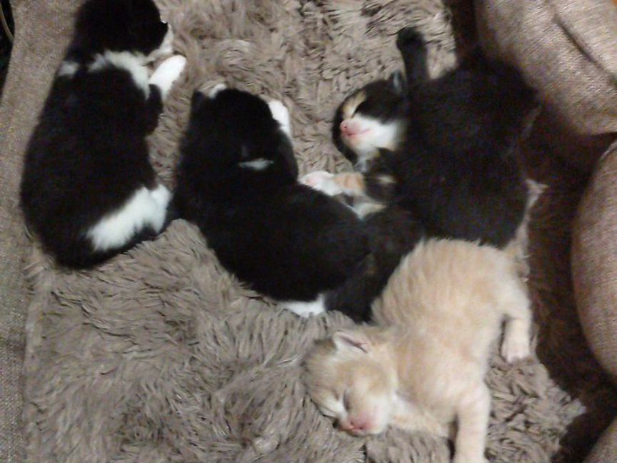 Котята вислоухие в добрые руки