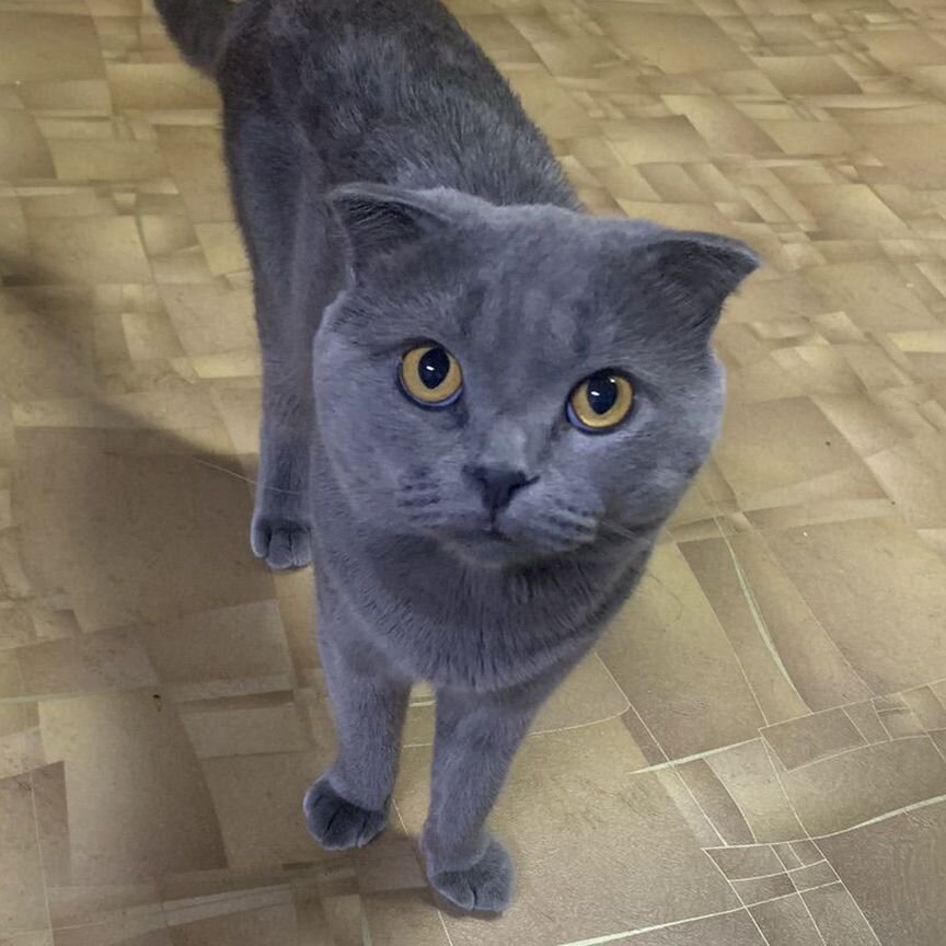 Кот в добрые руки