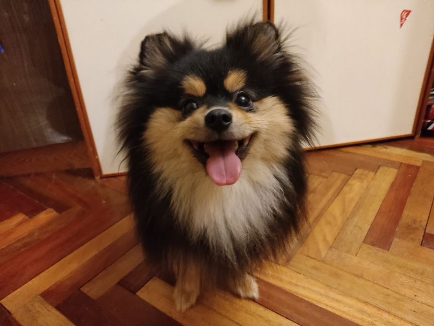 Померанский шпиц мальчик