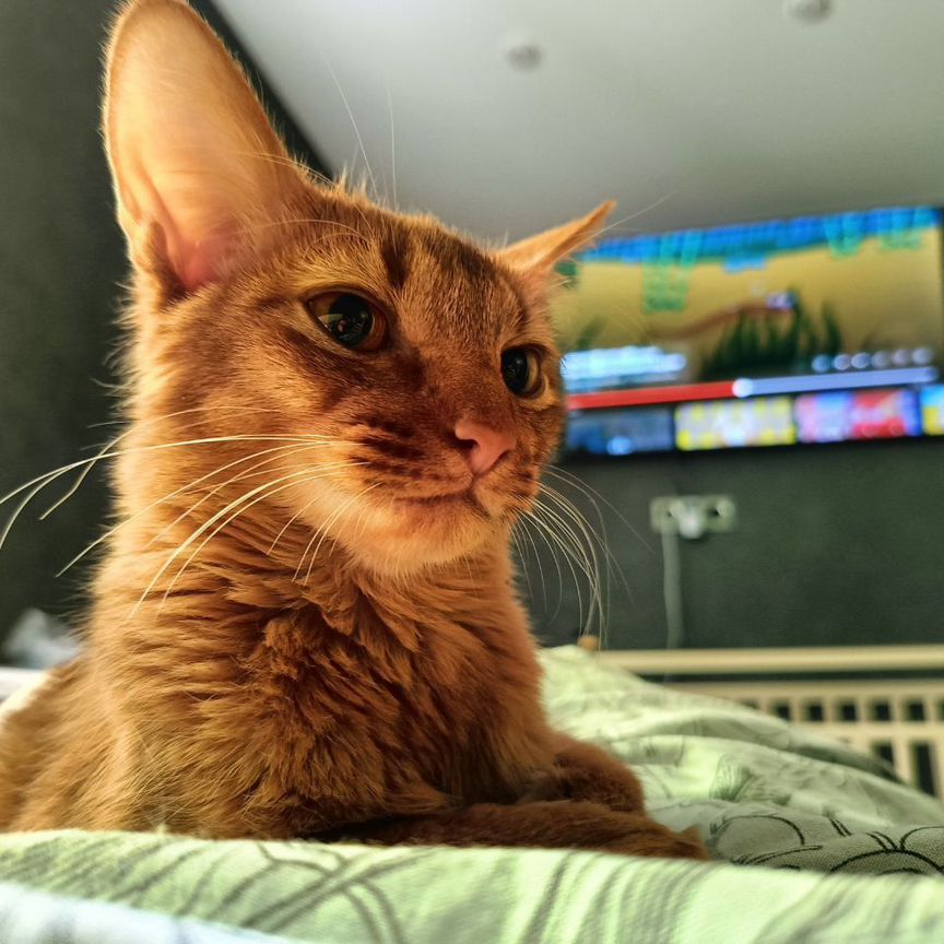 Сомалийские котята