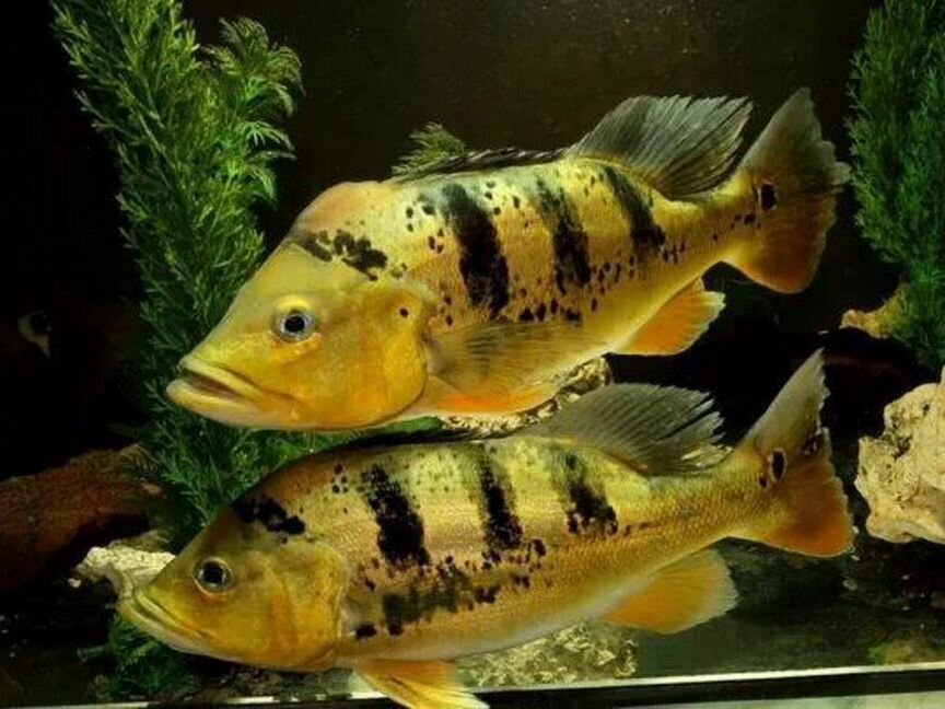 Цихла Монокулус (Cichla monoculus)