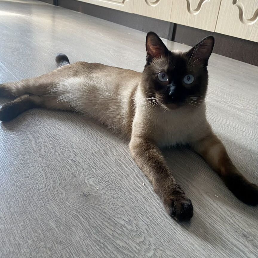 Меконгский бобтейл, взрослый кот