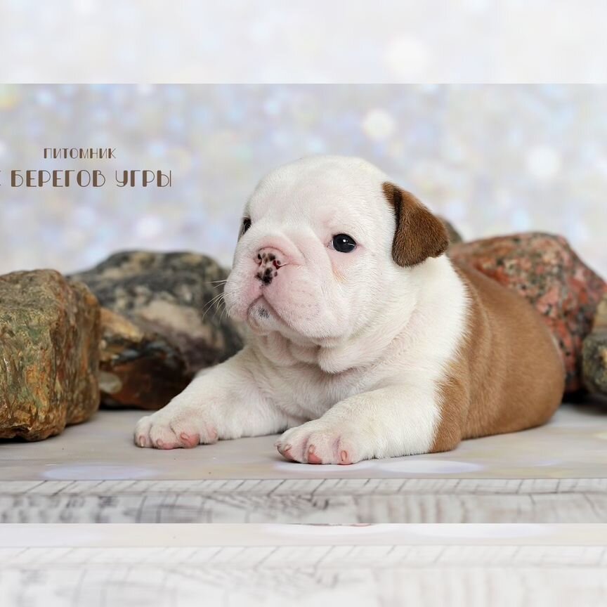 Английский бульдог, щенок