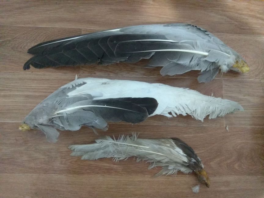 Гусиное крыло