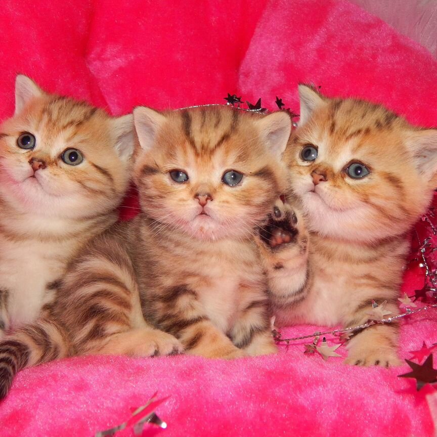 Эксклюзив мрамор на золоте