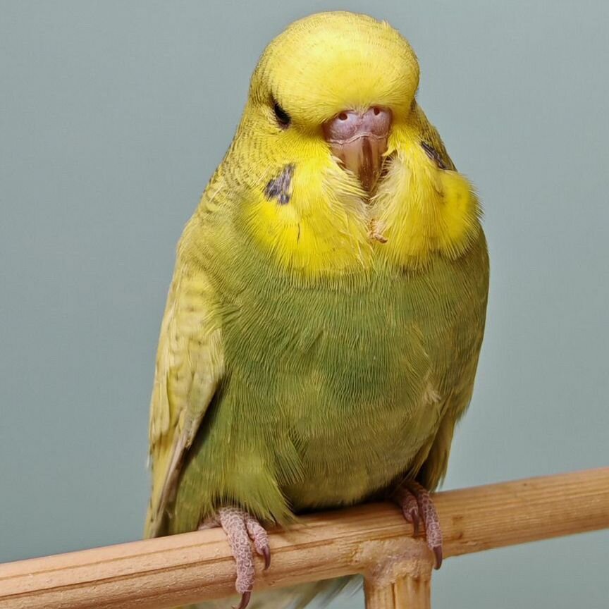 Выставочный волнистый попугай ввп Чех