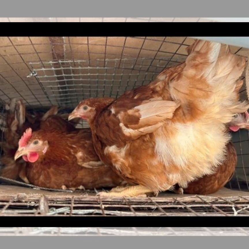 Куры молодки несушки