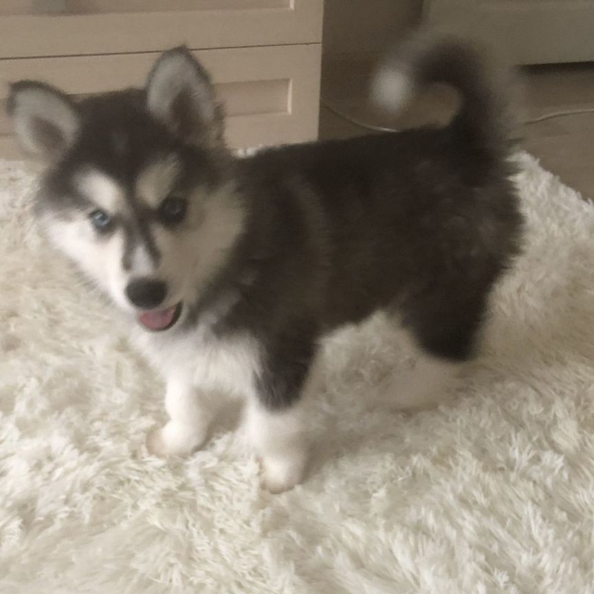 Сибирский хаски, щенок