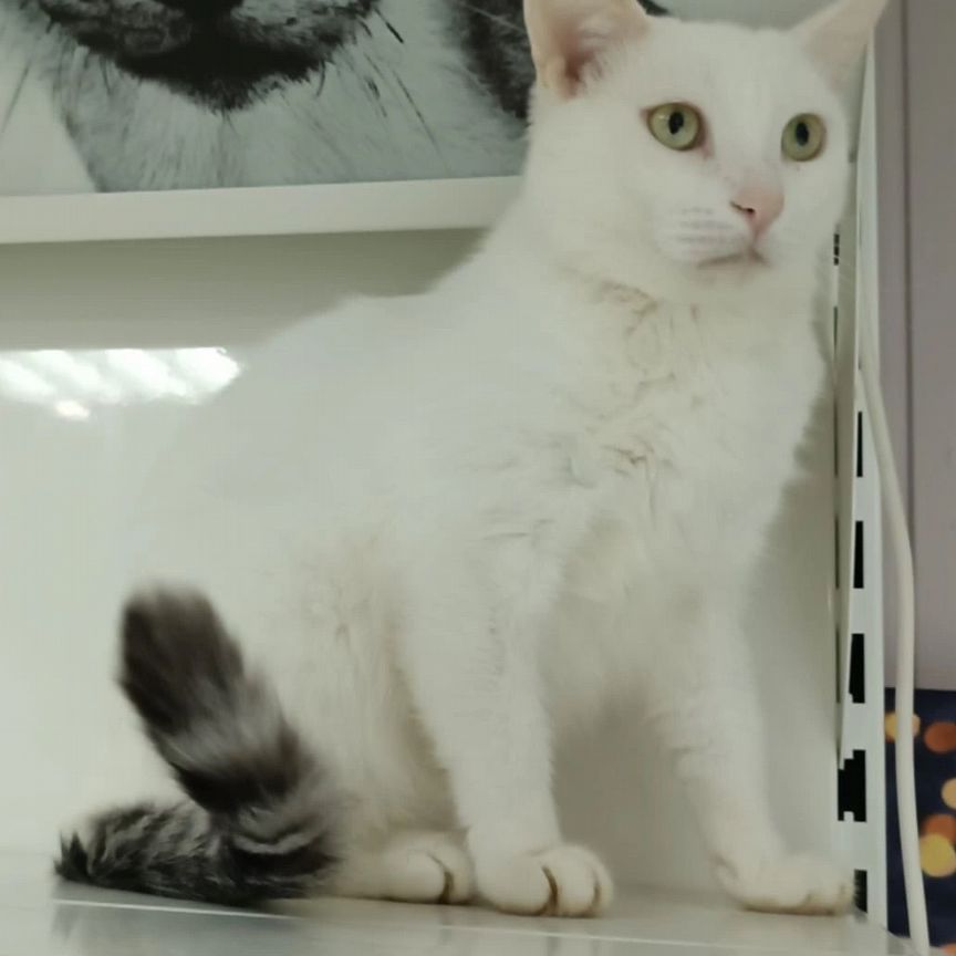 Белоснежный красавец с енотовым хвостом