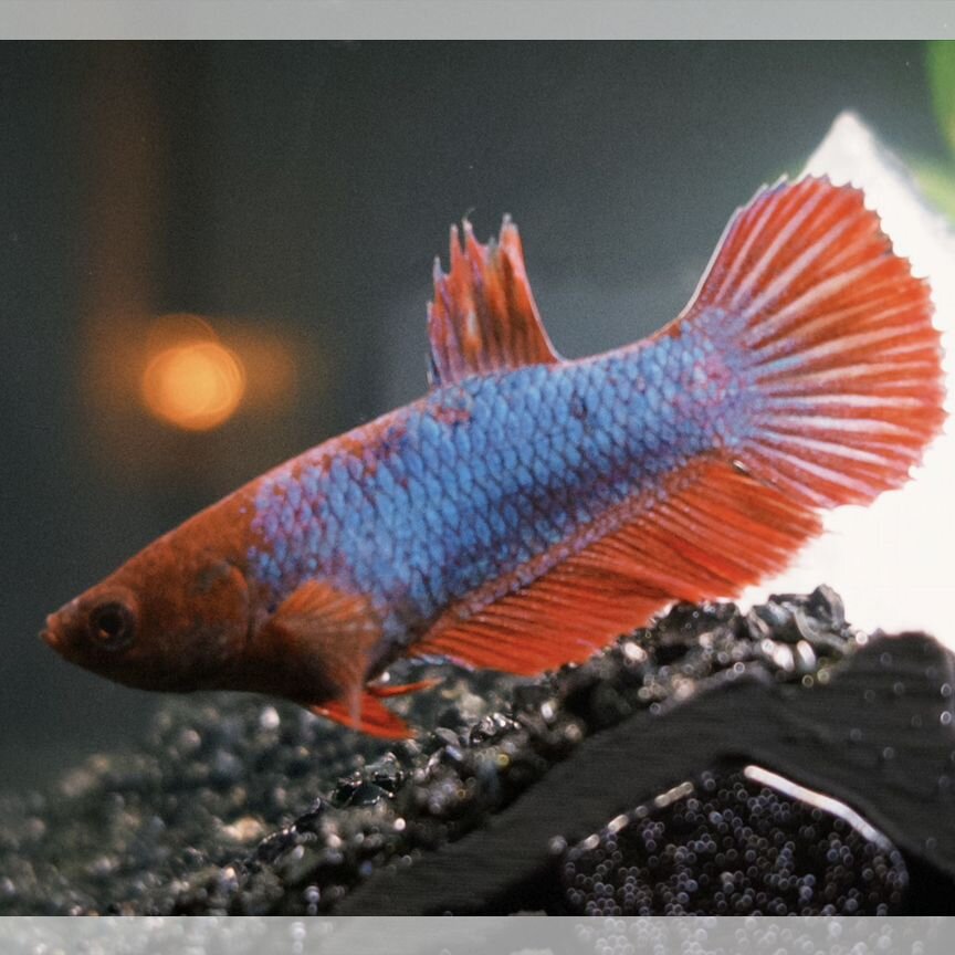 Рыбка петушок самка