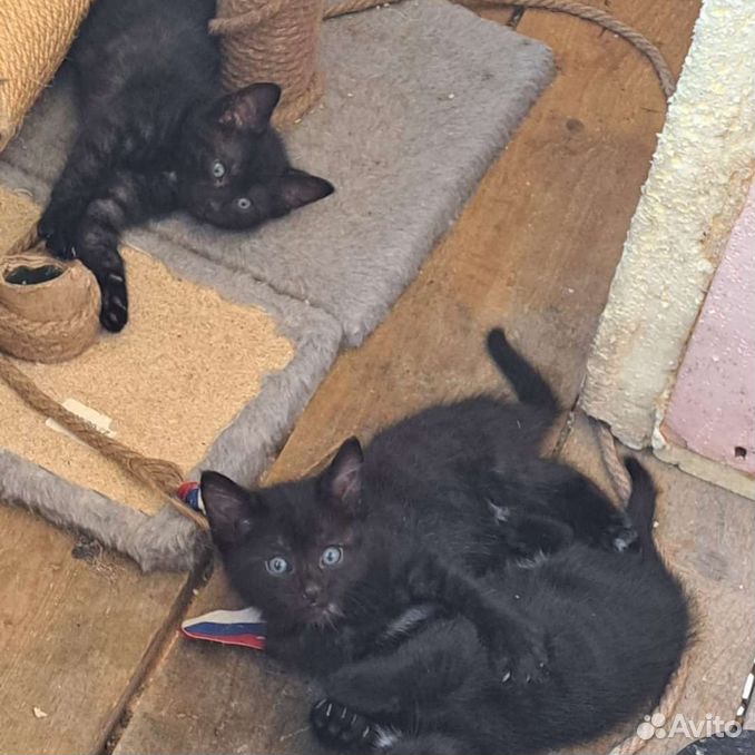 Котята в добрые руки. Смешные комочки на улице