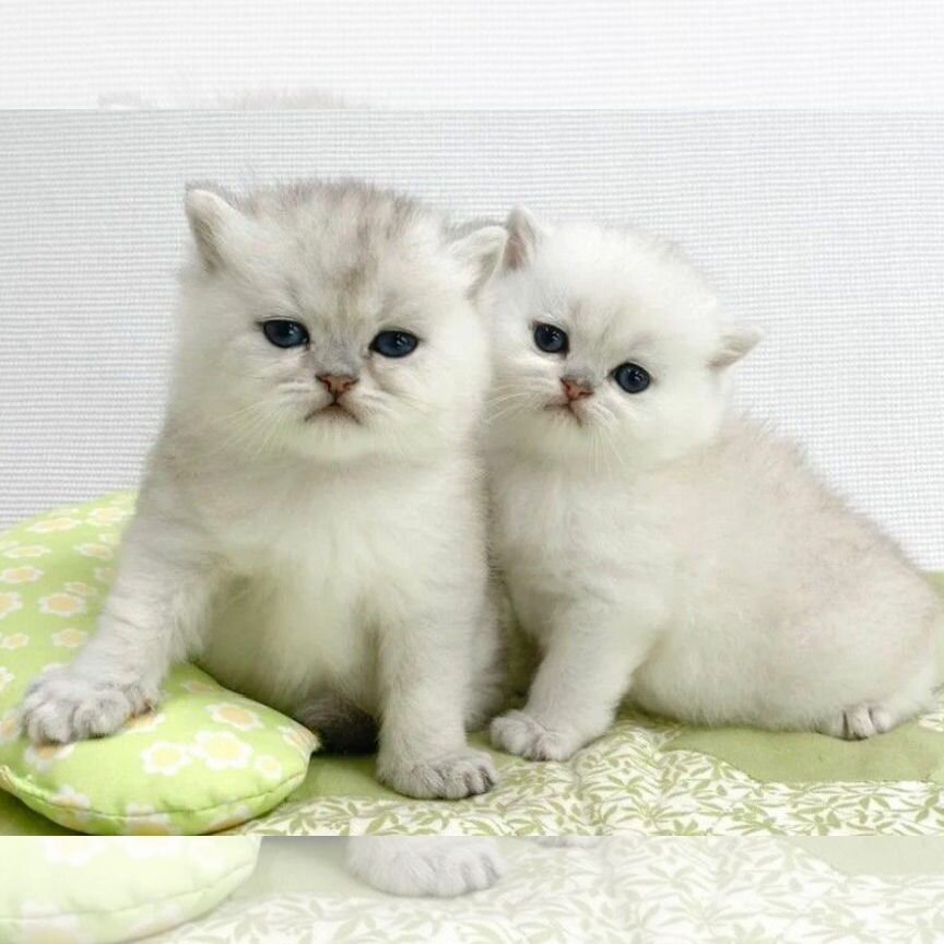 Шотландские милашки колор-пойнт