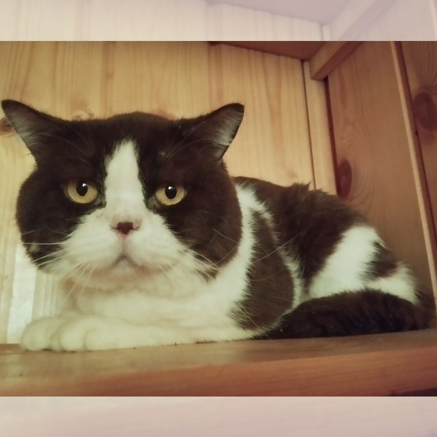 Кошка