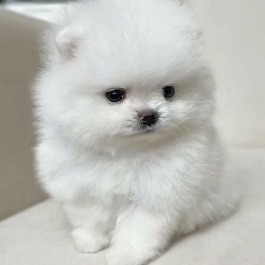 Померанский шпиц, щенок