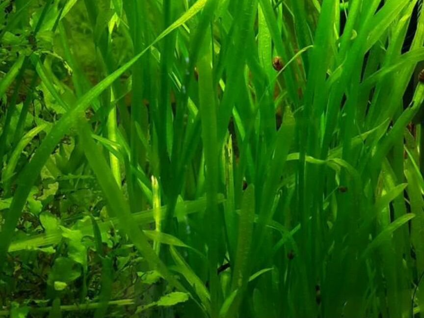 Растение в аквариумное