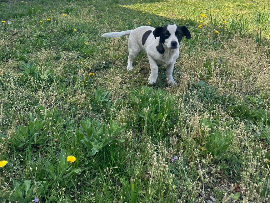 Щенуля в добрые руки