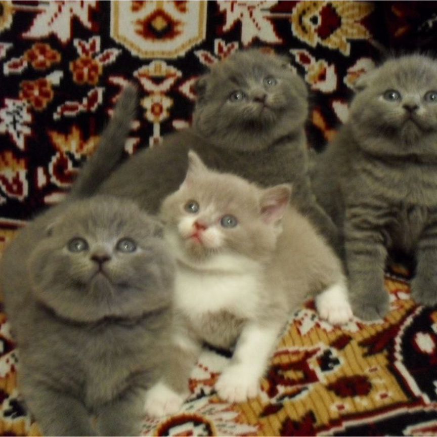 Шотландский вислоухий короткошёрстный котёнок