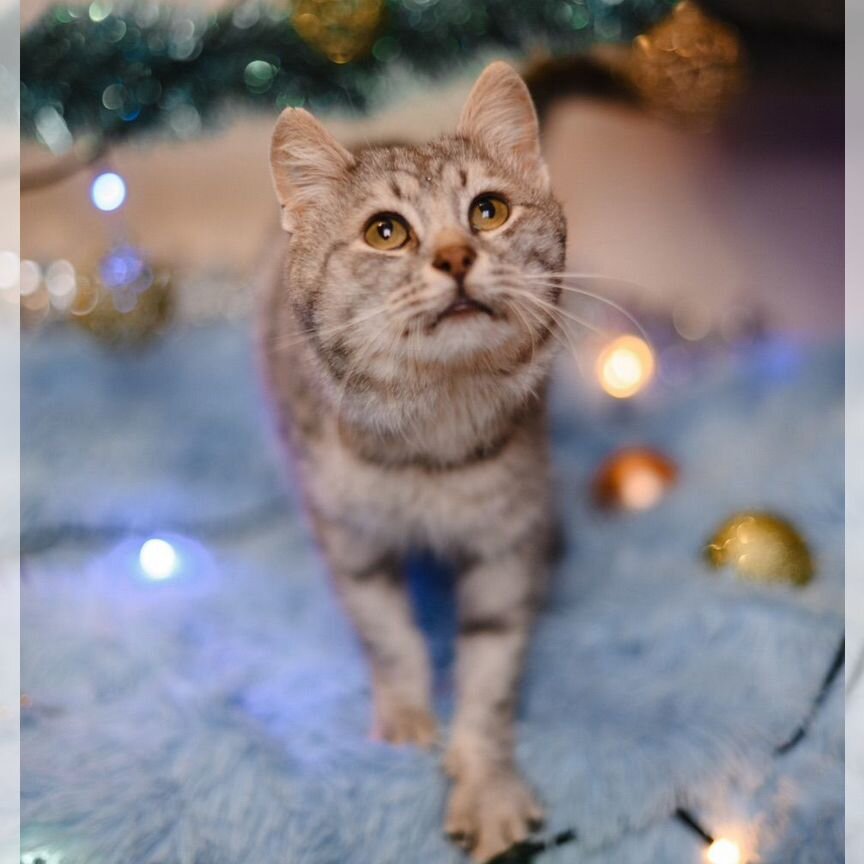 Взрослый кот в добрые руки