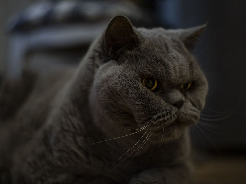 Британские домашние кошки в хорошие руки