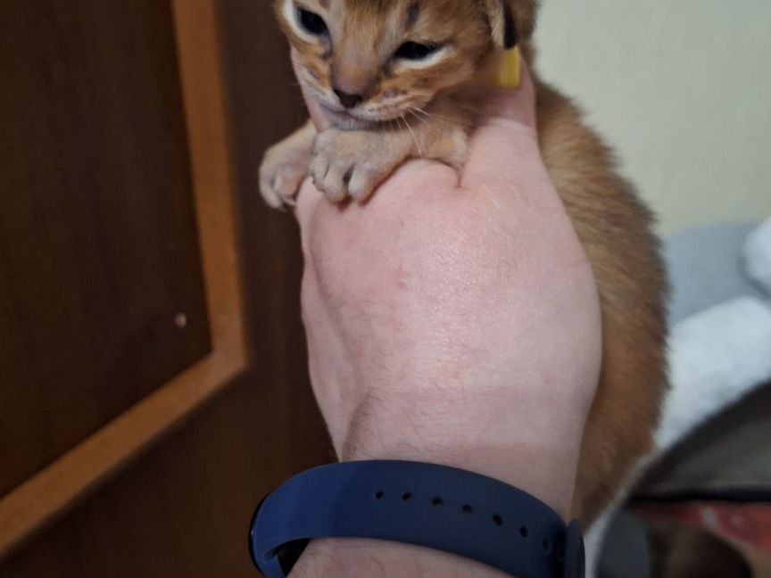 Абиссинские котята