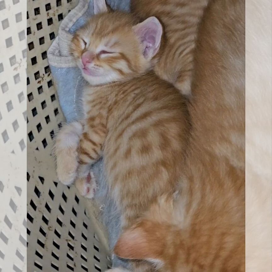 Мейн-кун котёнок