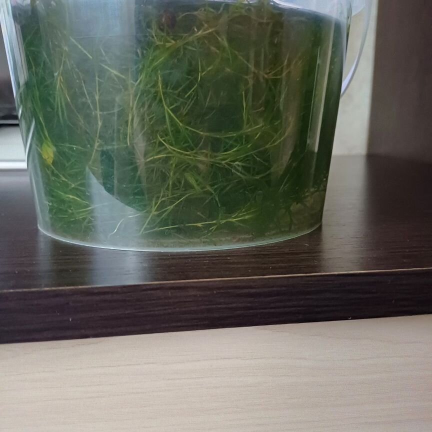 Трава для аквариума