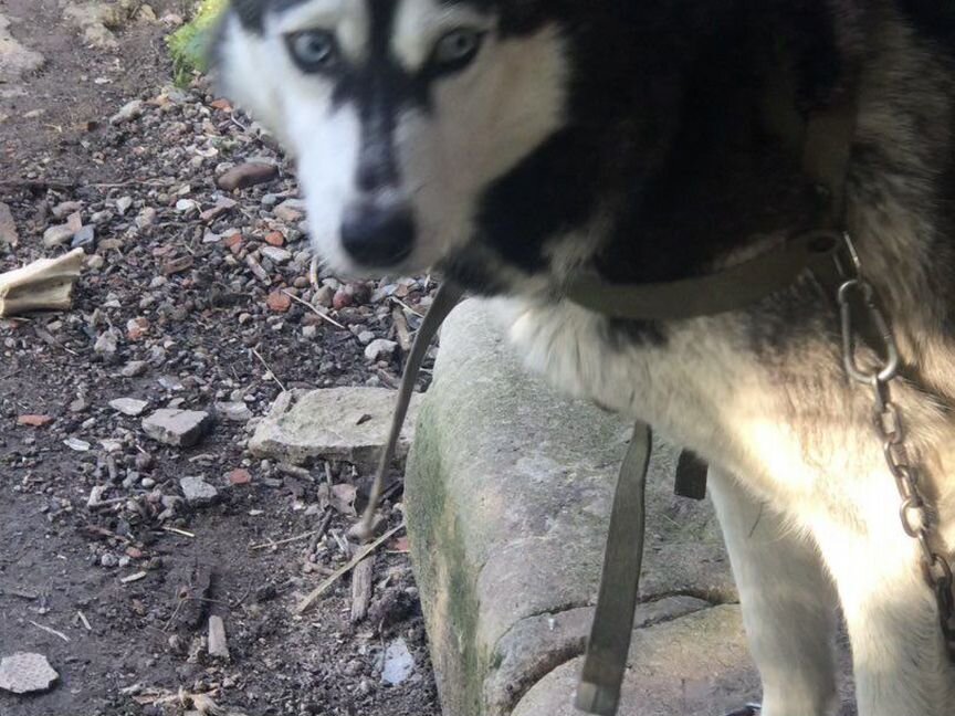 Сибирский хаски и ее щенки