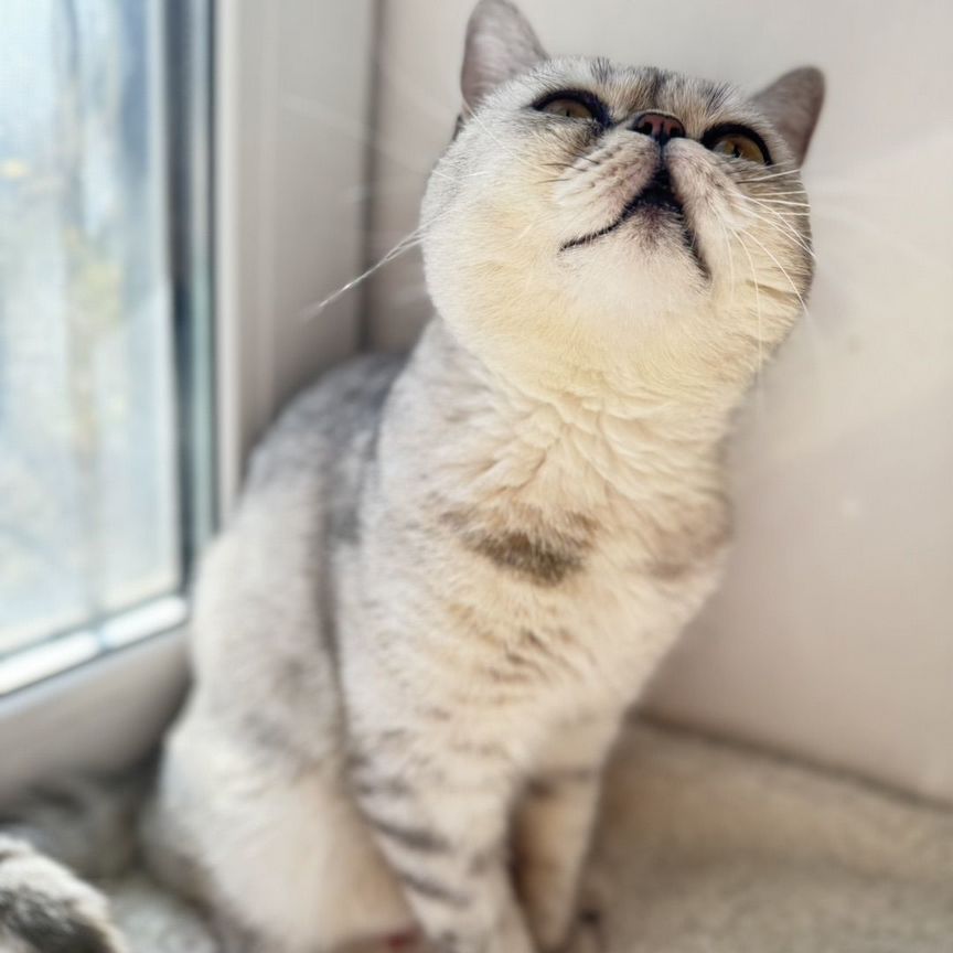 Кошечка 4 года ищет любяцих родителей