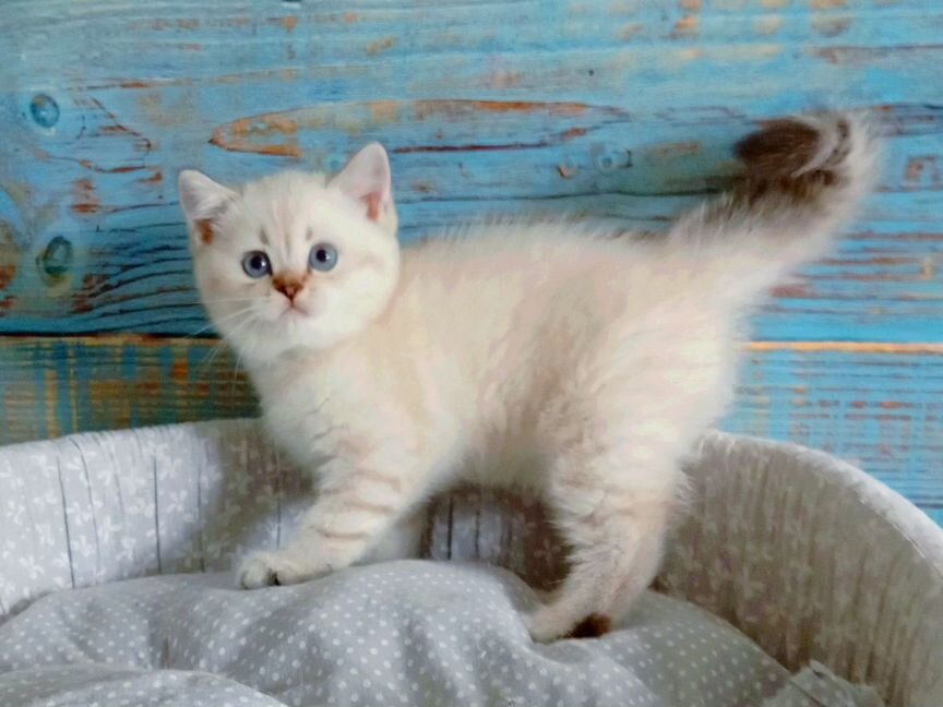 Шотландские котята