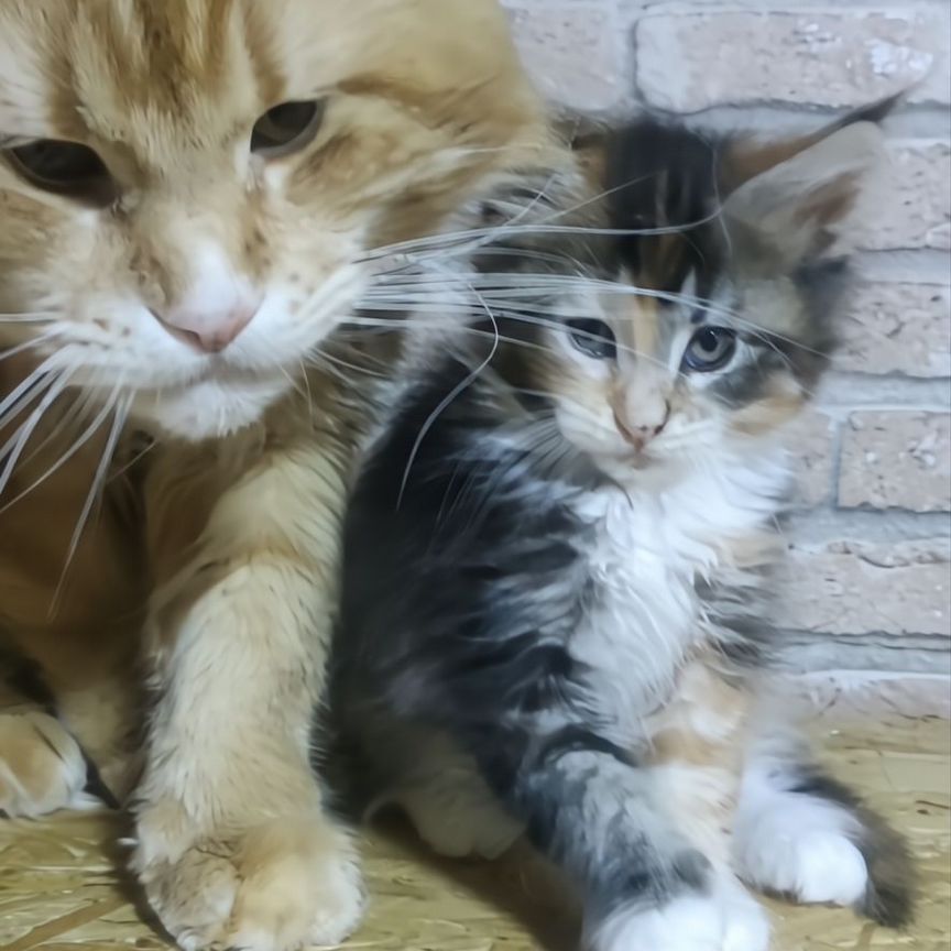 Мейн-кун котёнок