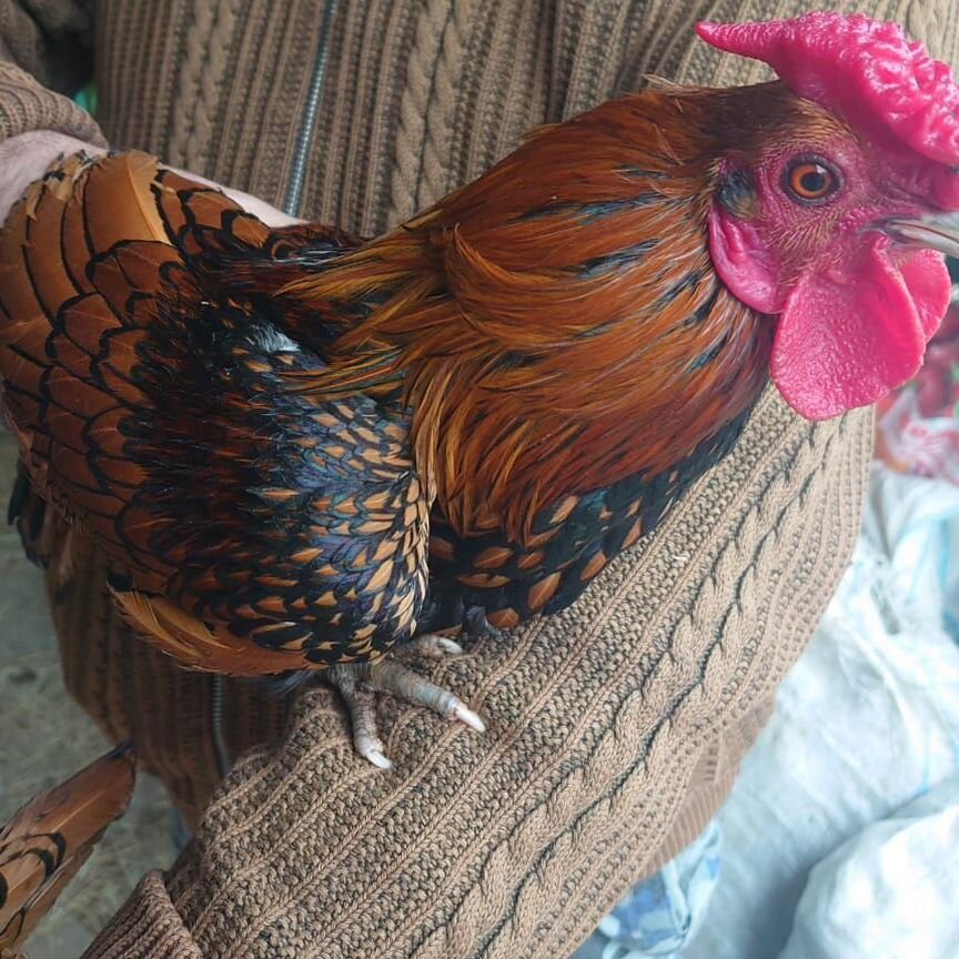 Петушок сибрайт бронза