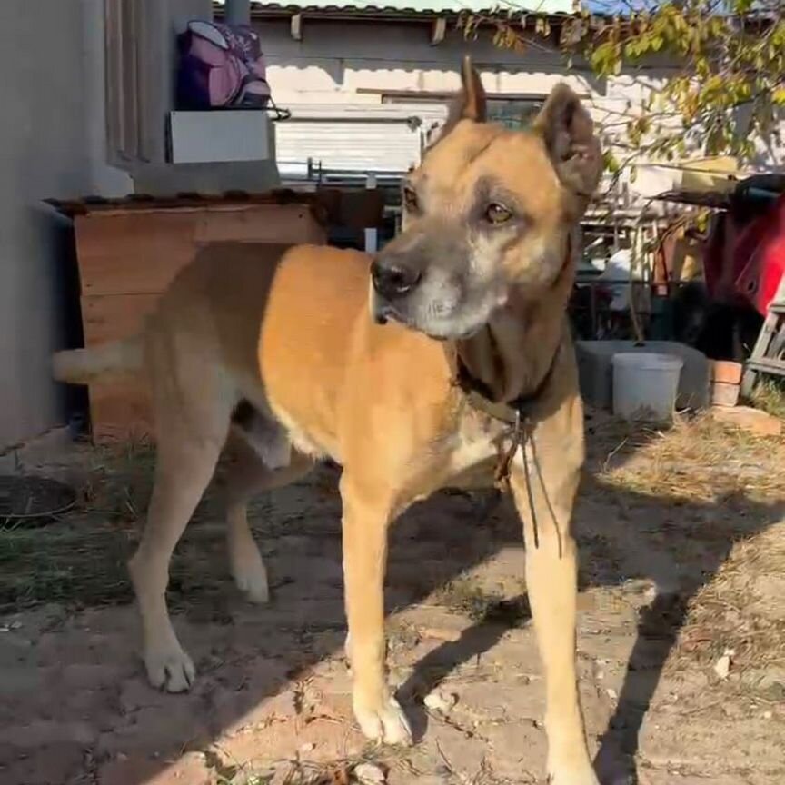 Стаффорд в добрые руки