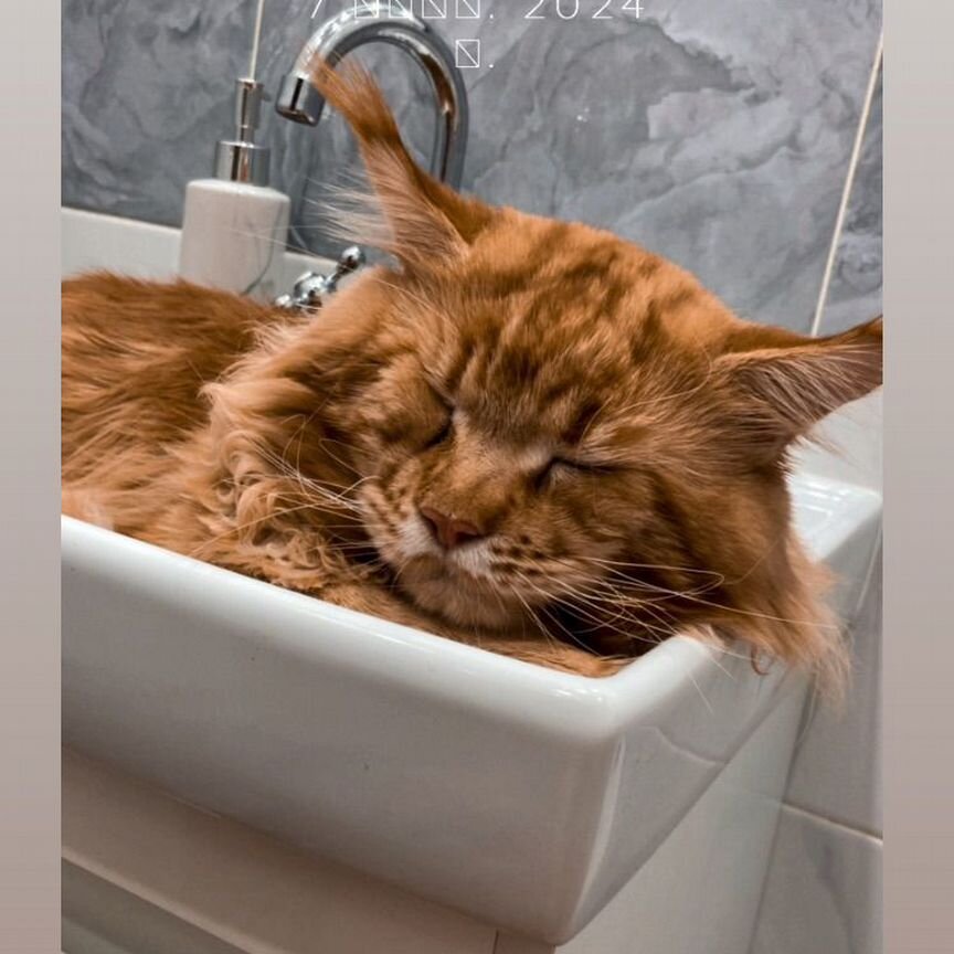 Мейн-кун вязка с привлекательной девочкой