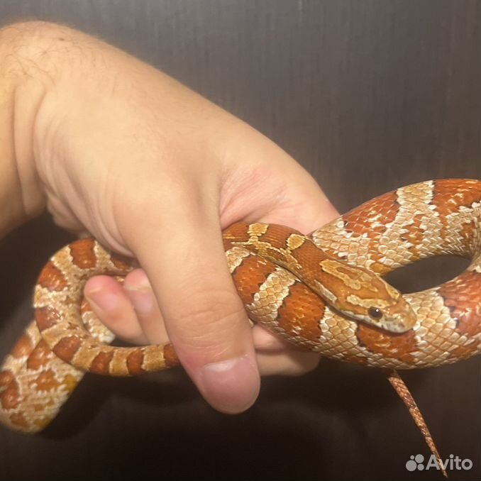 Маисовый полоз самка