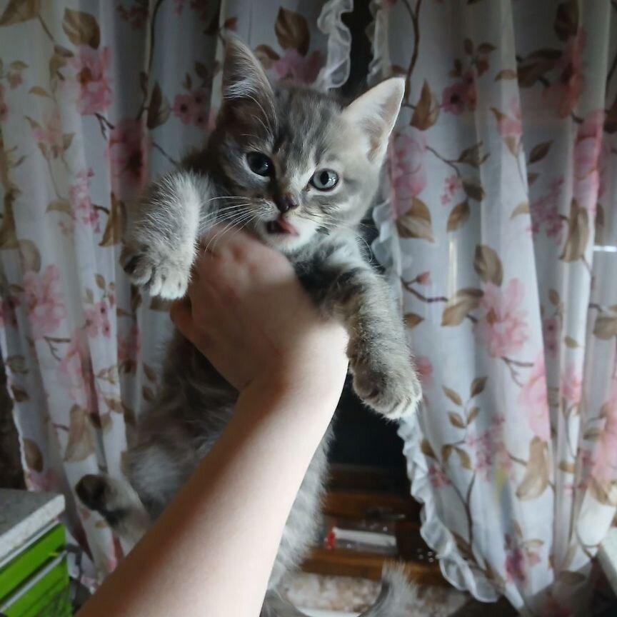 Метисы-шотландцы