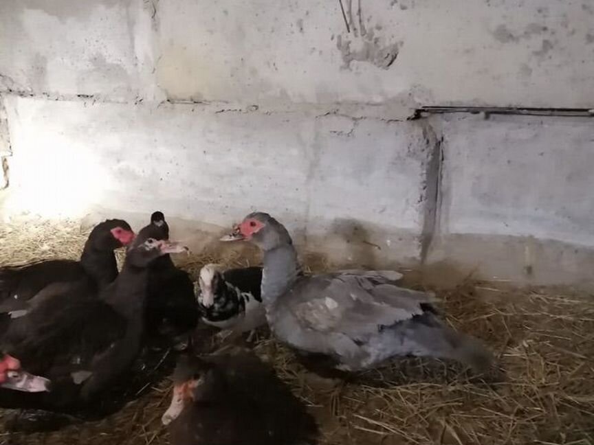 Индоутки тяжелой линии